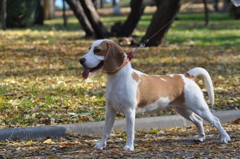What Were Beagles Bred For? Breed History Explained | Hepper Pet Resources