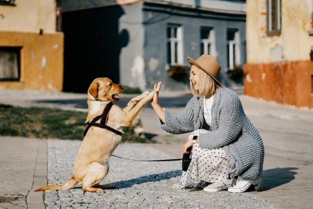 19 Fun Things to Do With Your Dog (Indoor & Outdoor Ideas) | Hepper Pet ...
