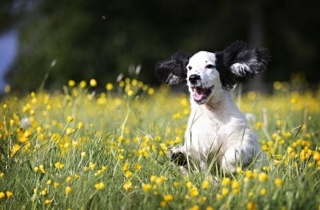 7 Happy Dog Noises: Sounds That Mean Your Dog Is Happy | Hepper Pet ...