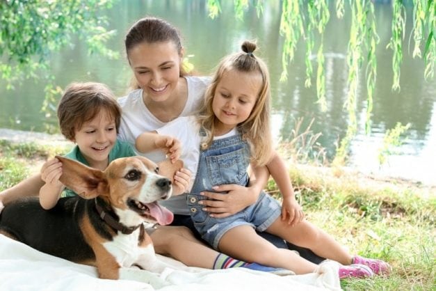 25 Most Popular Family Dog Breeds (With Info & Pictures) | Hepper Pet ...