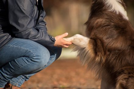 14 Reasons Why Your Dog Puts Their Paw On You: Advice & FAQ | Hepper ...