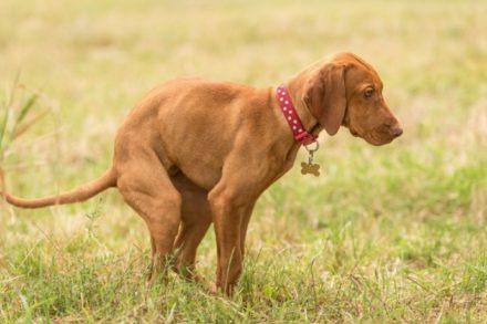 Why Does My Dog Poop Immediately After Eating? 4 Vet Reviewed Reasons ...