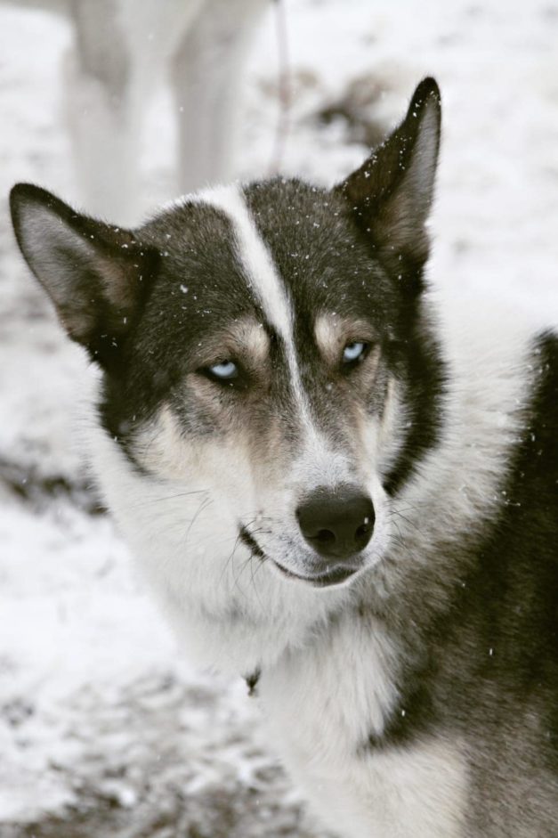 25 Husky Mixed Breeds (With Info & Pictures) | Hepper Pet Resources