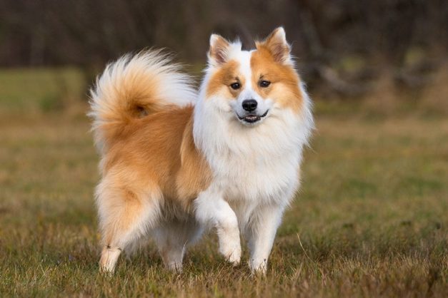 16 Spitz Dog Breeds: An Overview (With Info & Pictures) | Hepper Pet ...