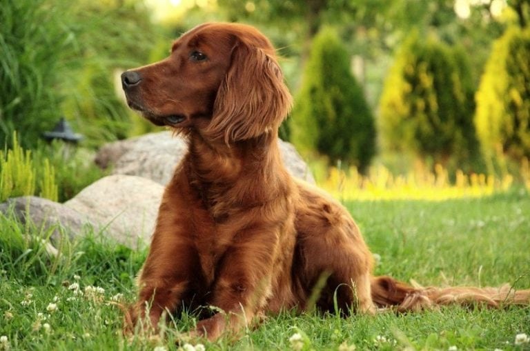 9 Native Irish Dog Breeds (With Info & Pictures) | Hepper Pet Resources
