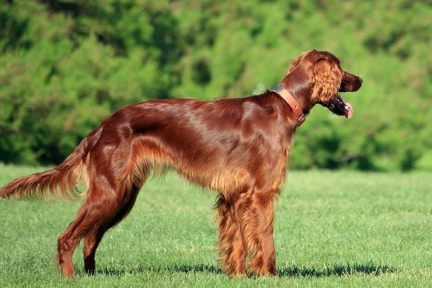 20 Irish Setter Pros & Cons You Should Know | Hepper Pet Resources