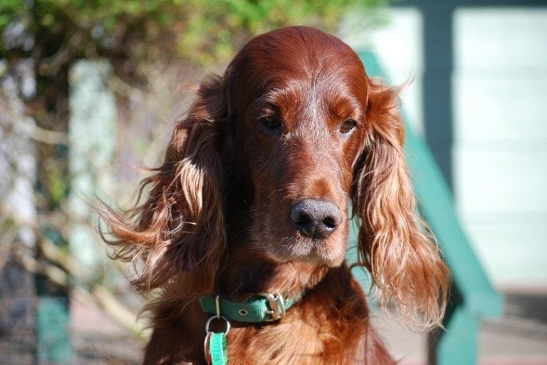 How to Train Irish Setters: 11 Tips & Tricks | Hepper Pet Resources