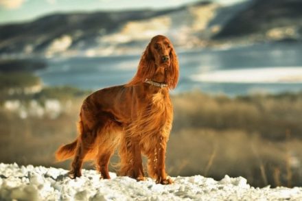 9 Native Irish Dog Breeds (With Info & Pictures) | Hepper Pet Resources