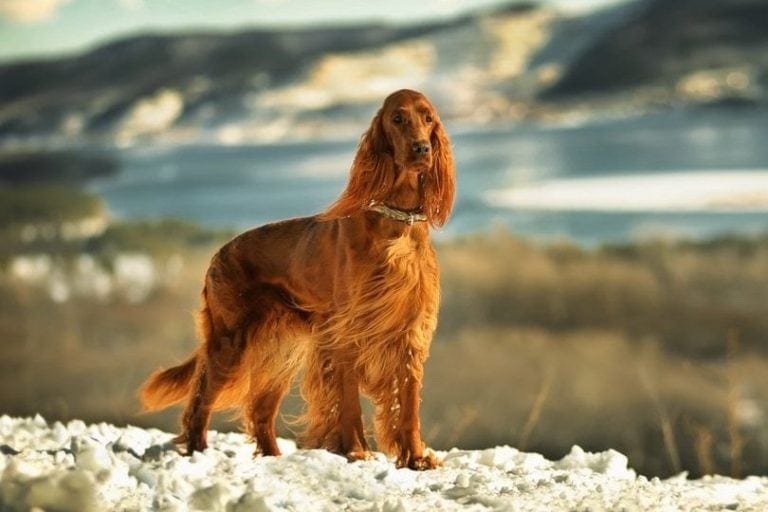 Irish Setter Breed Info: Pictures, Personality & Facts | Hepper Pet ...