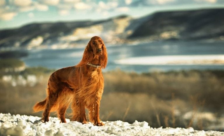 20 Irish Setter Pros & Cons You Should Know | Hepper Pet Resources
