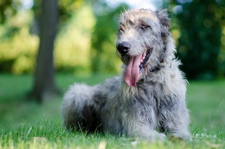 25 Gray Dog Breeds (With Pictures) | Hepper Pet Resources