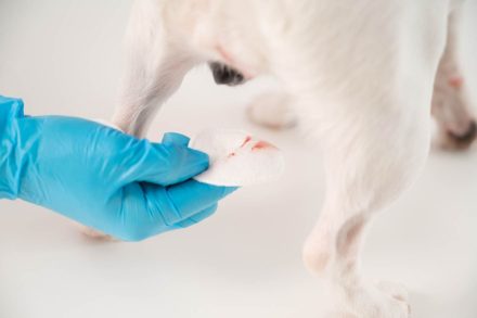 How to Tell if a Dog Is in Heat: 9 Vet Approved Signs | Hepper Pet ...