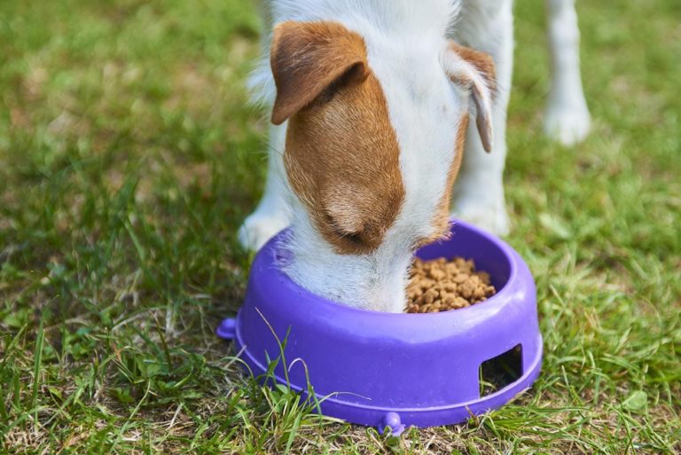 How Long Does It Take a Dog to Digest Food? Vet-Reviewed Facts & FAQ ...