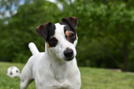 6 Jack Russell Terrier Colors (With Pictures) | Hepper Pet Resources