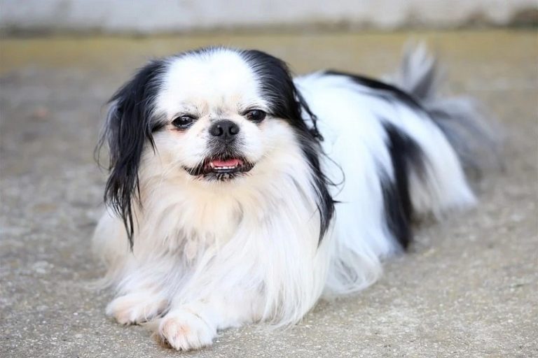 15 Dog Breeds Under 30 Pounds: Info, Pictures & History | Hepper Pet ...