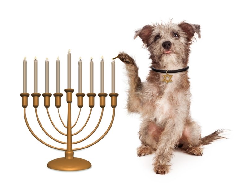 110 Hebrew & Jewish Dog Names: Yiddish & Fun Ideas | Hepper Pet Resources