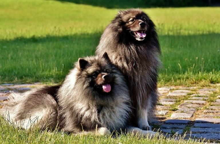 30 European Dog Breeds: A Complete Overview (With Info & Pictures ...