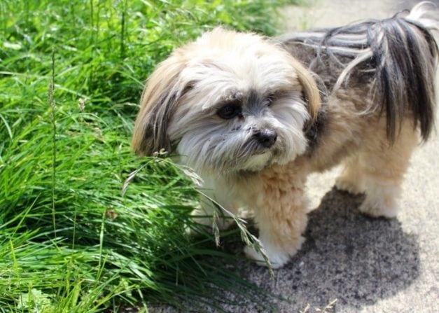 13 Lhasa Apso Mixes: Info, Pictures, Facts & History | Hepper Pet Resources