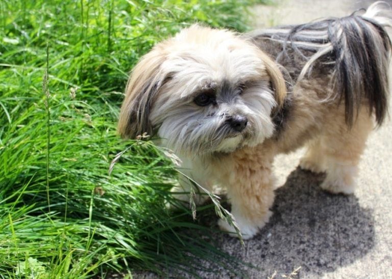 13 Lhasa Apso Mixes: Info, Pictures, Facts & History | Hepper Pet Resources