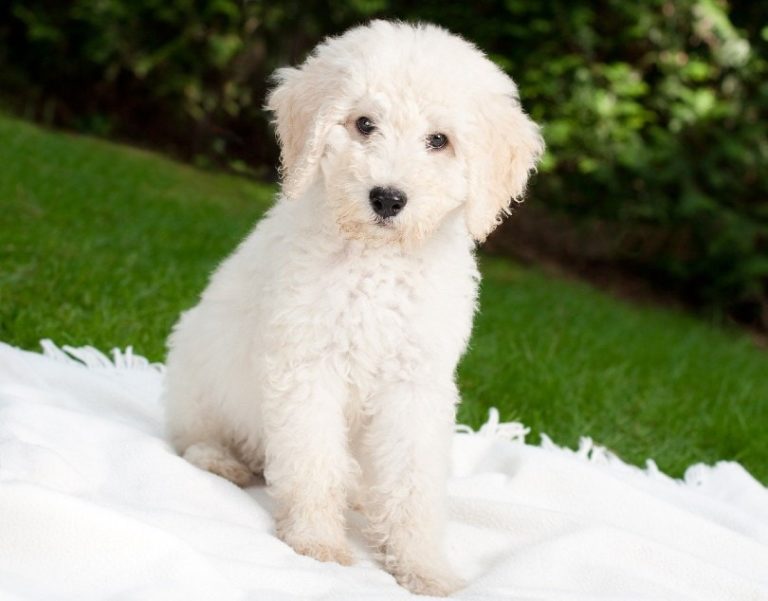 How Long Do Labradoodles Live? Average Lifespan, Data & Care | Hepper ...