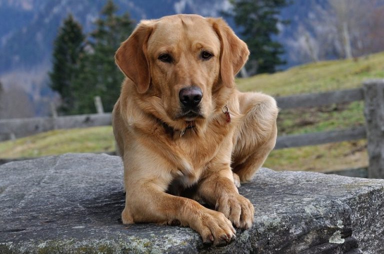 How Big Do Labradors Get? With Growth & Weight Chart | Hepper Pet Resources