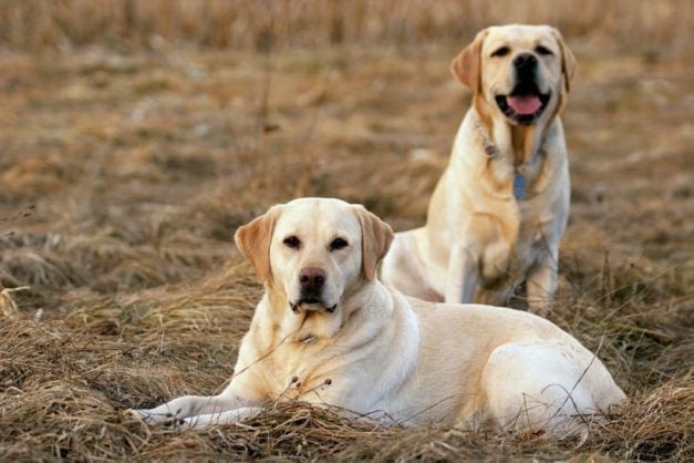 20 Interesting & Unusual Labrador Facts | Hepper Pet Resources