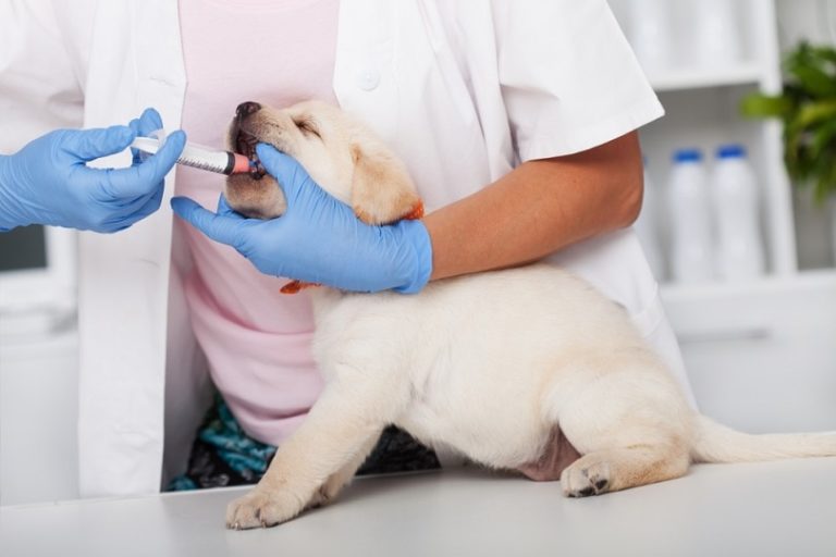 What Is the Cost of Deworming a Dog? (2026 Update) | Hepper Pet Resources