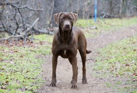 How Much Does a Labrador Retriever Cost? 2026 Price Guide | Hepper Pet ...