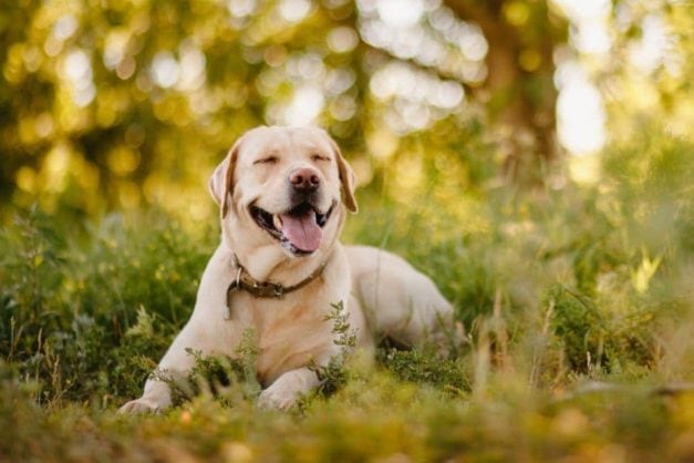 43 Labrador Mixed Breeds (With Info & Pictures) | Hepper Pet Resources