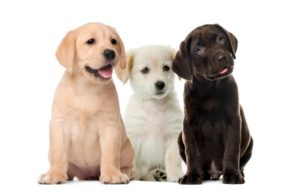 6 Labrador Colors: A Complete Overview (With Pictures) | Hepper Pet ...