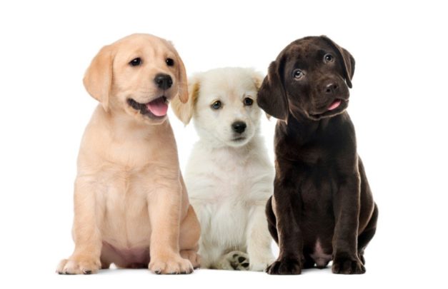 6 Labrador Colors: A Complete Overview (With Pictures) | Hepper Pet ...