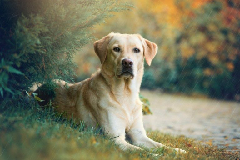 6 Labrador Colors: A Complete Overview (With Pictures) | Hepper Pet ...