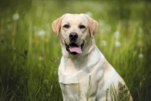 20 Interesting & Unusual Labrador Facts | Hepper Pet Resources