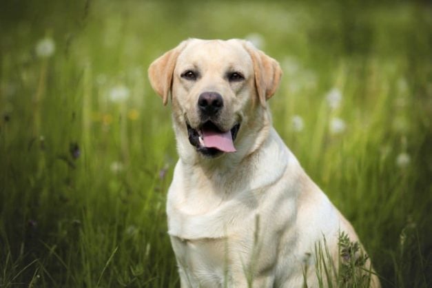 6 Labrador Colors: A Complete Overview (With Pictures) | Hepper Pet ...