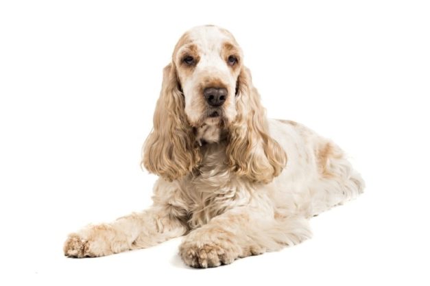 How Long Do Cocker Spaniels Live? Vet Reviewed Lifespan, Data & Care ...