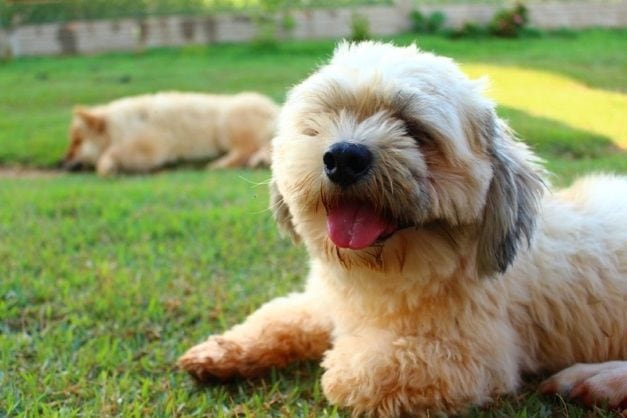 Lhasa Apso: Breed Info, Pictures, Puppies, Traits & Facts | Hepper Pet ...