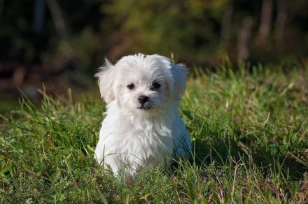 How to Groom a Maltese: 10 Expert Tips & Advice | Hepper Pet Resources