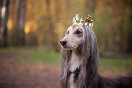 320 Dog Nicknames: Fun Pet Names for Your Pup | Hepper Pet Resources