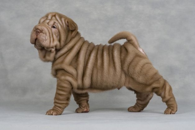 What Is a Mini Hippo Dog? With Pictures, Care, History & Facts | Hepper ...