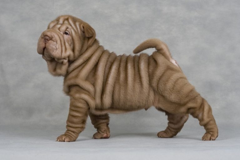 What Is a Mini Hippo Dog? With Pictures, Care, History & Facts | Hepper ...