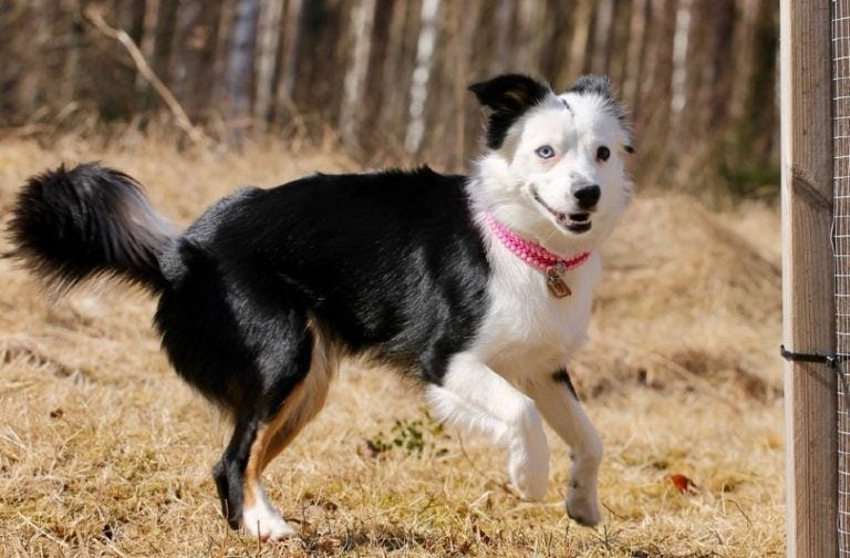 20 New Dog Breeds Recognized by the AKC: 2026 Update (With Pictures ...