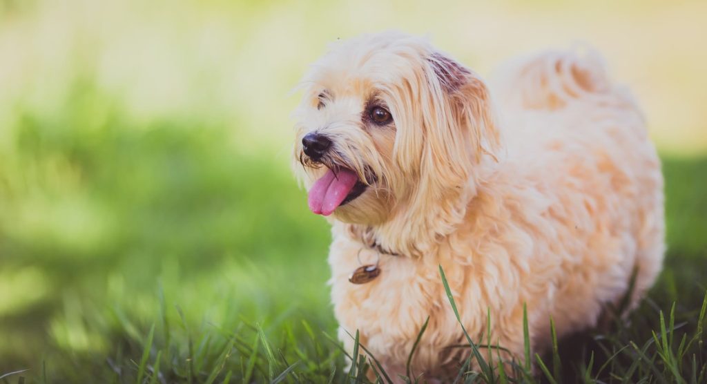 17 Blonde Dog Breeds: With Info, Pictures & History | Hepper Pet Resources