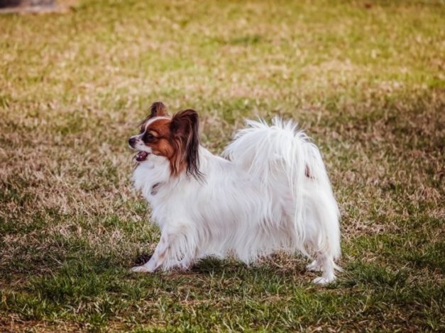 Papillon Dog Breed: Info, Pictures, Traits, Facts & Temperament ...