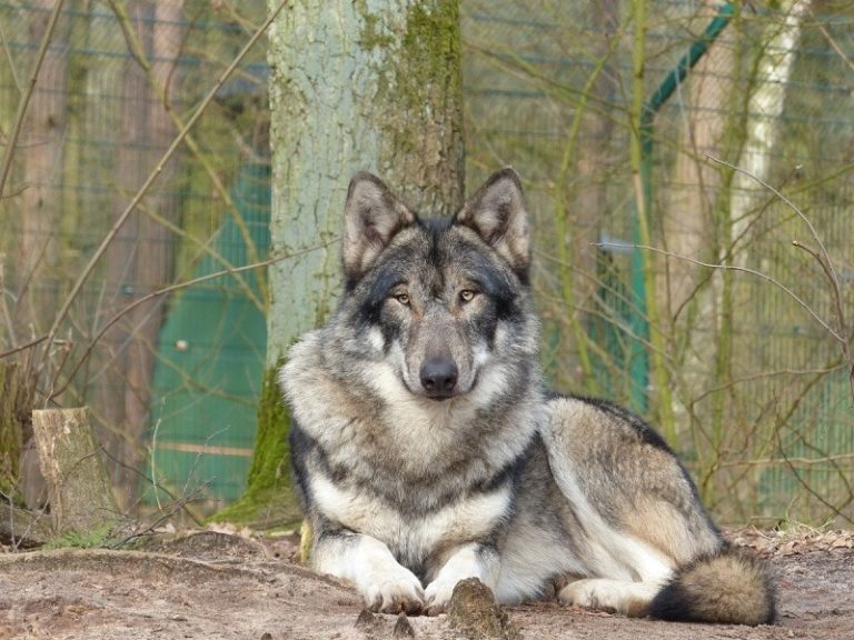 Native American Indian Dog: Breed Info, Pictures, Traits & Facts ...