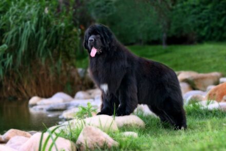 14 Newfoundland Dog Pros & Cons You Need to Know | Hepper Pet Resources