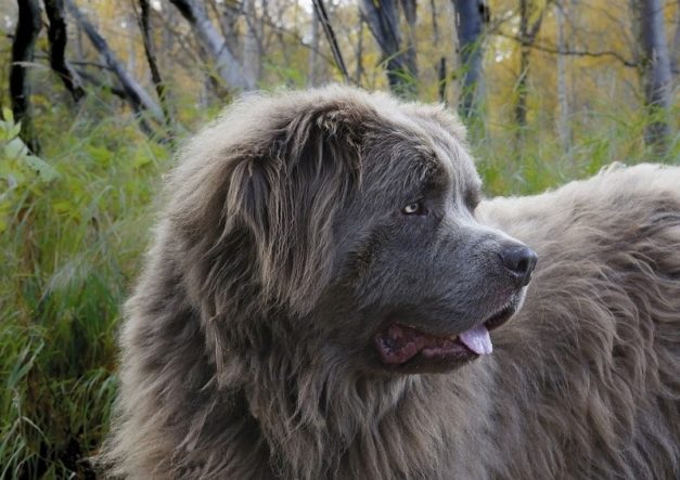 8 Common Newfoundland Dog Health Issues (Vet Answer) | Hepper Pet Resources
