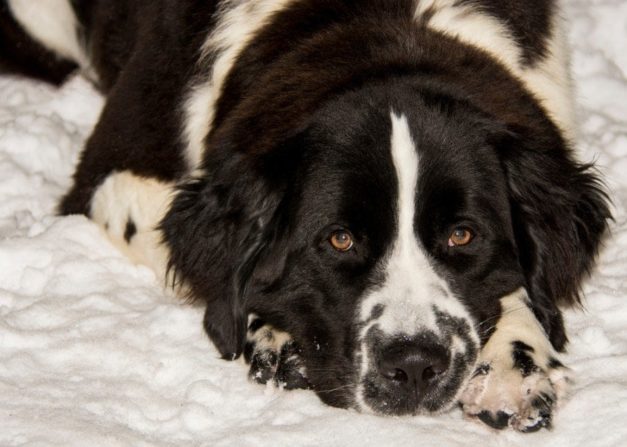 8 Common Newfoundland Dog Health Issues (Vet Answer) | Hepper Pet Resources