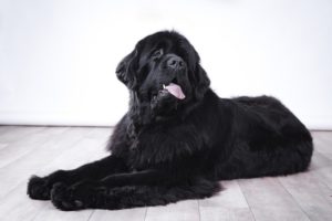 How Big Do Newfoundland Dogs Get? Average Weight & Growth Chart ...