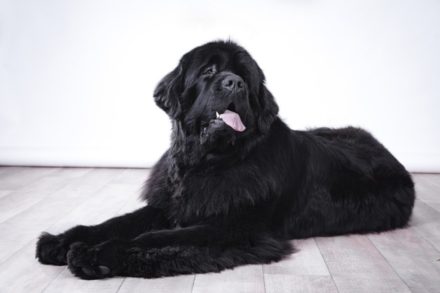 4 Newfoundland Dog Colors & Markings (With Info & Pictures) | Hepper ...