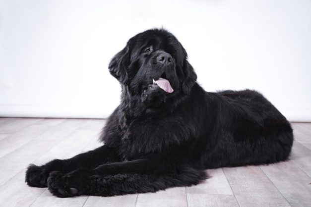 4 Newfoundland Dog Colors & Markings (With Info & Pictures) | Hepper ...